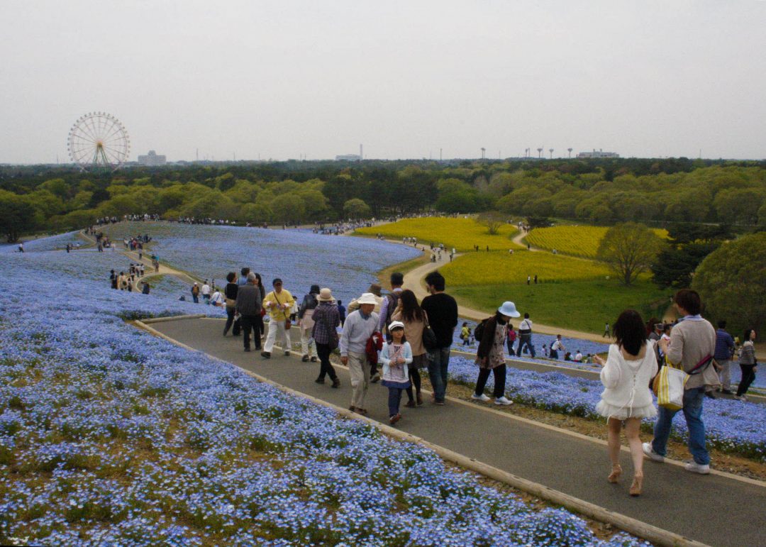 Flower Paradise in Hitachi Seaside Park » SIMONE ARMER