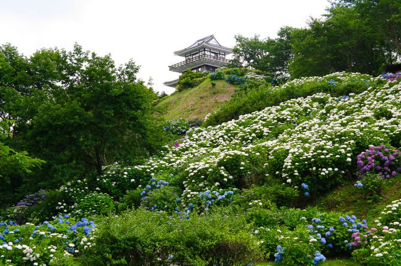 Ajisai and the Plum Rains » SIMONE ARMER