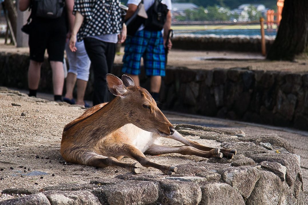 The Sacred, Starving Deer of Miyajima » SIMONE ARMER