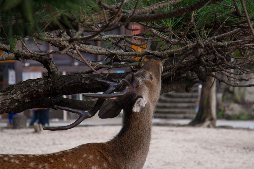 The Sacred, Starving Deer of Miyajima » SIMONE ARMER