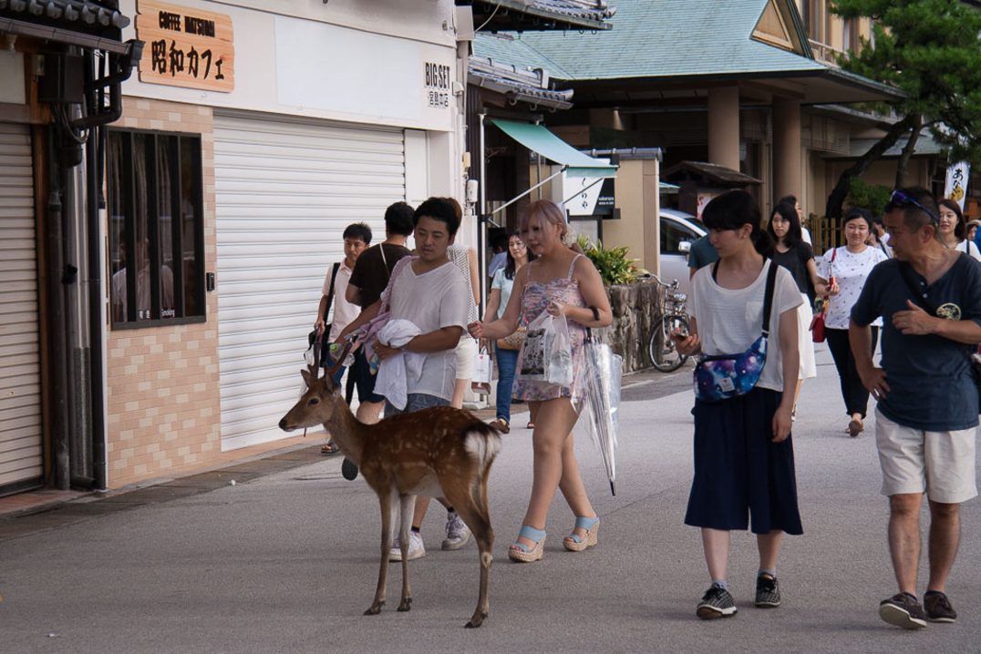 The Sacred, Starving Deer of Miyajima » SIMONE ARMER
