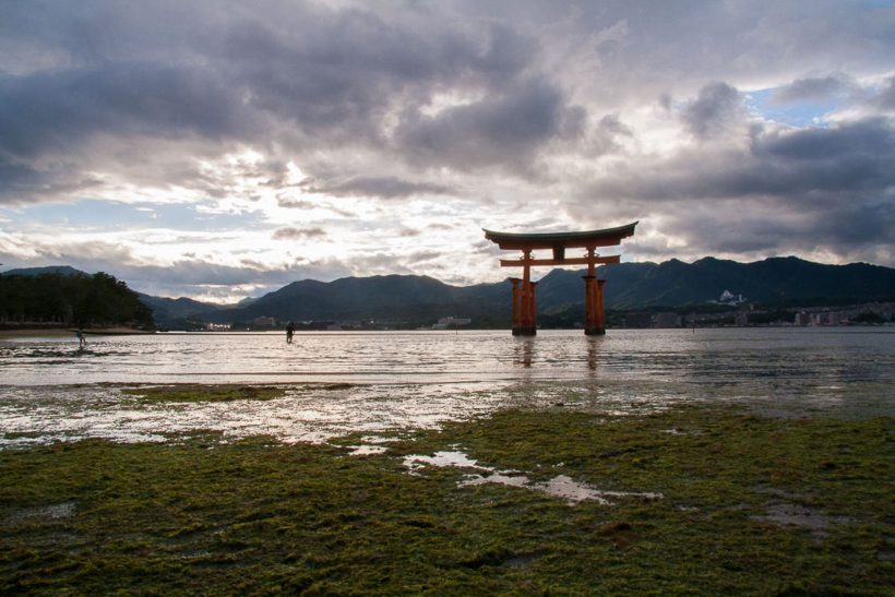 The Sacred, Starving Deer of Miyajima » SIMONE ARMER