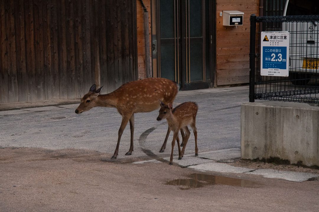 The Sacred, Starving Deer of Miyajima » SIMONE ARMER