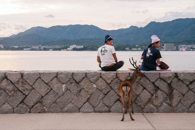 The Sacred, Starving Deer of Miyajima » SIMONE ARMER