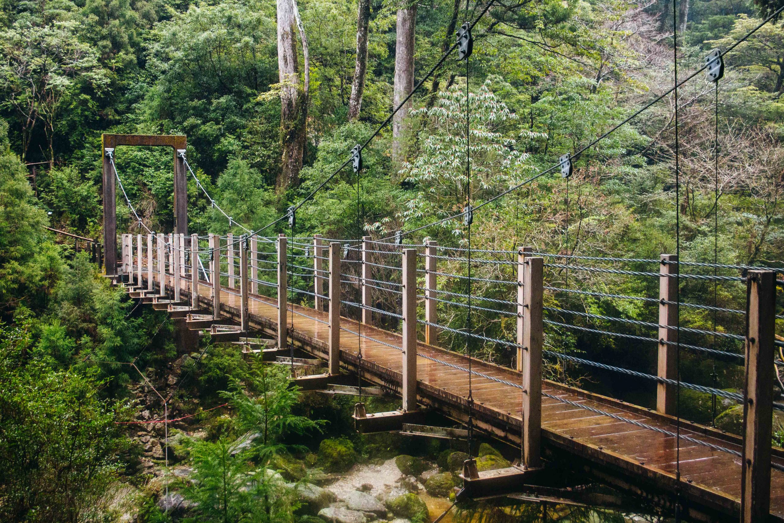 A Weekend in Yakushima, Part 1 » SIMONE ARMER