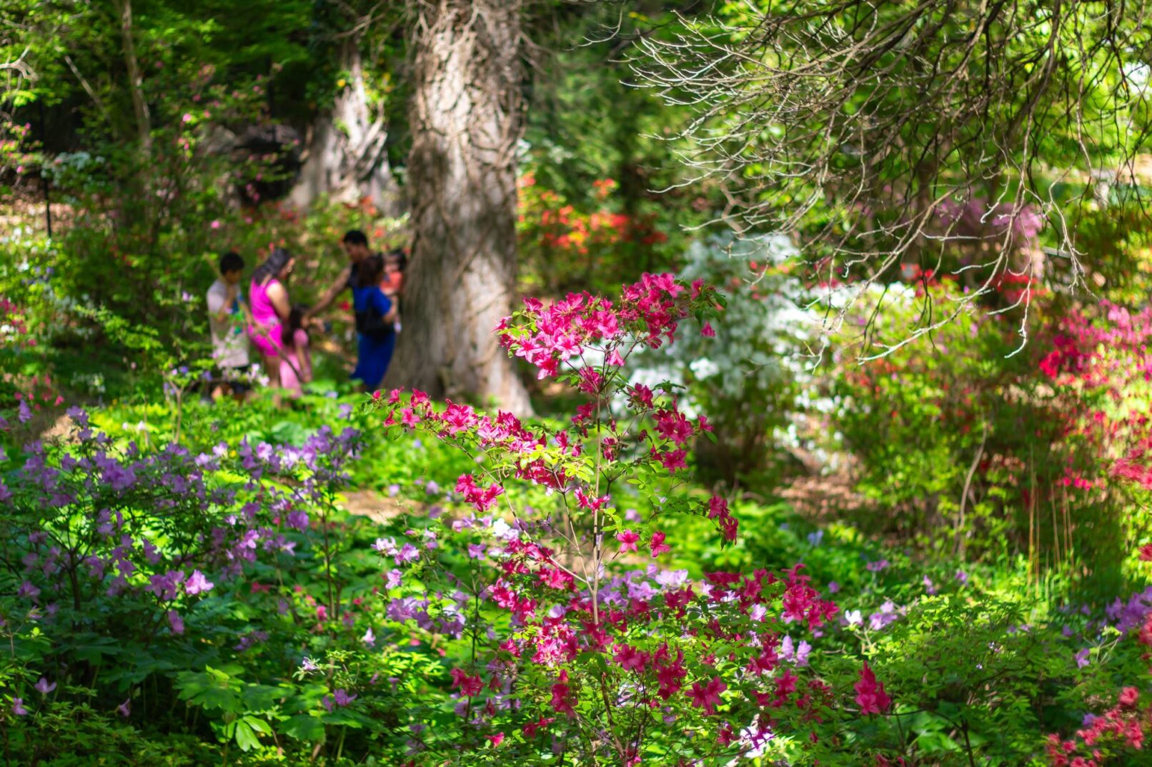 A Hidden Wonderland: The Lee Memorial Garden » SIMONE ARMER