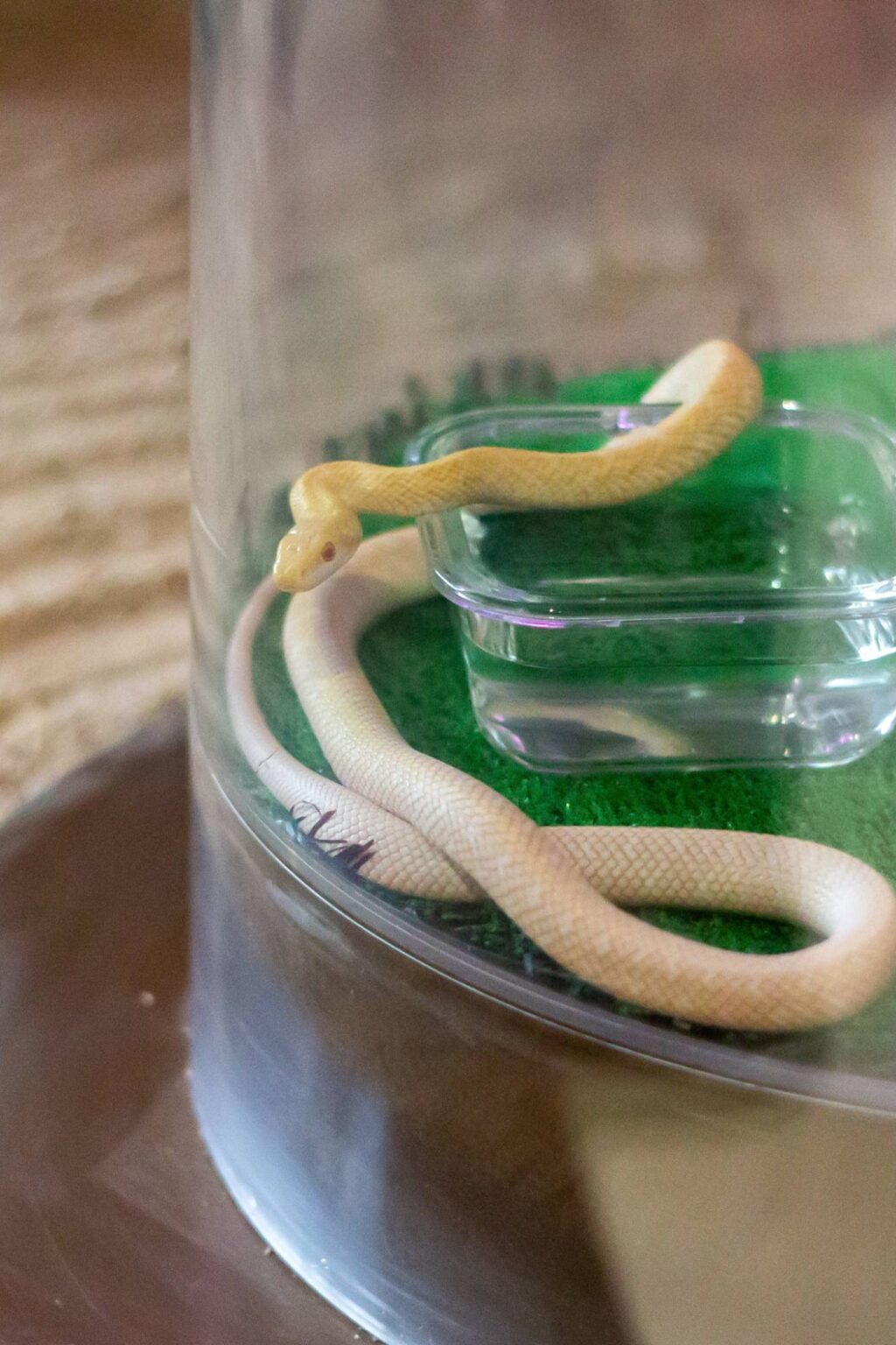 Exploring Kikko Park » SIMONE ARMER