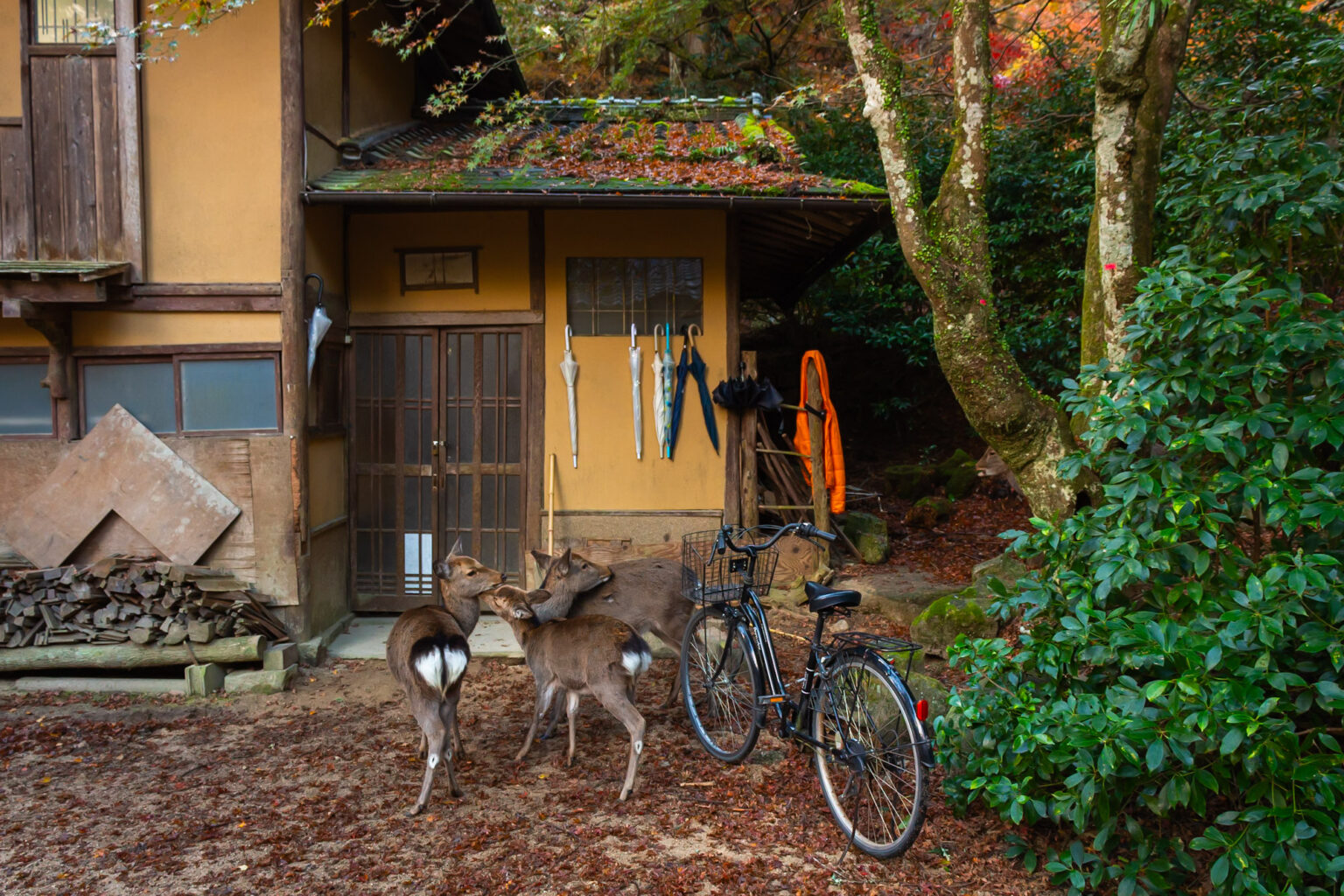 An Update on the Sacred, Starving Deer of Miyajima » SIMONE ARMER