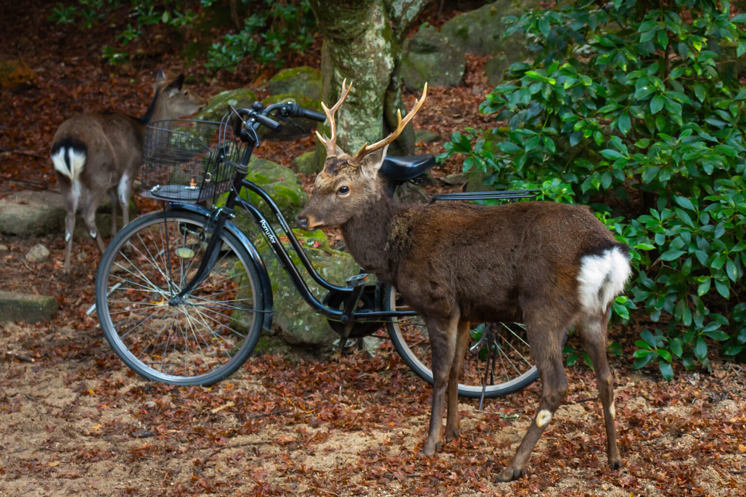 An Update on the Sacred, Starving Deer of Miyajima » SIMONE ARMER