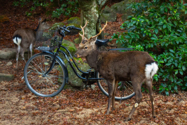 An Update on the Sacred, Starving Deer of Miyajima » SIMONE ARMER