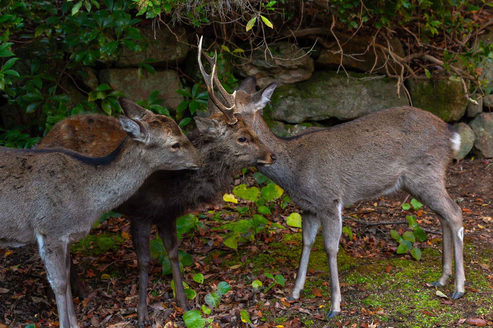 An Update on the Sacred, Starving Deer of Miyajima » SIMONE ARMER