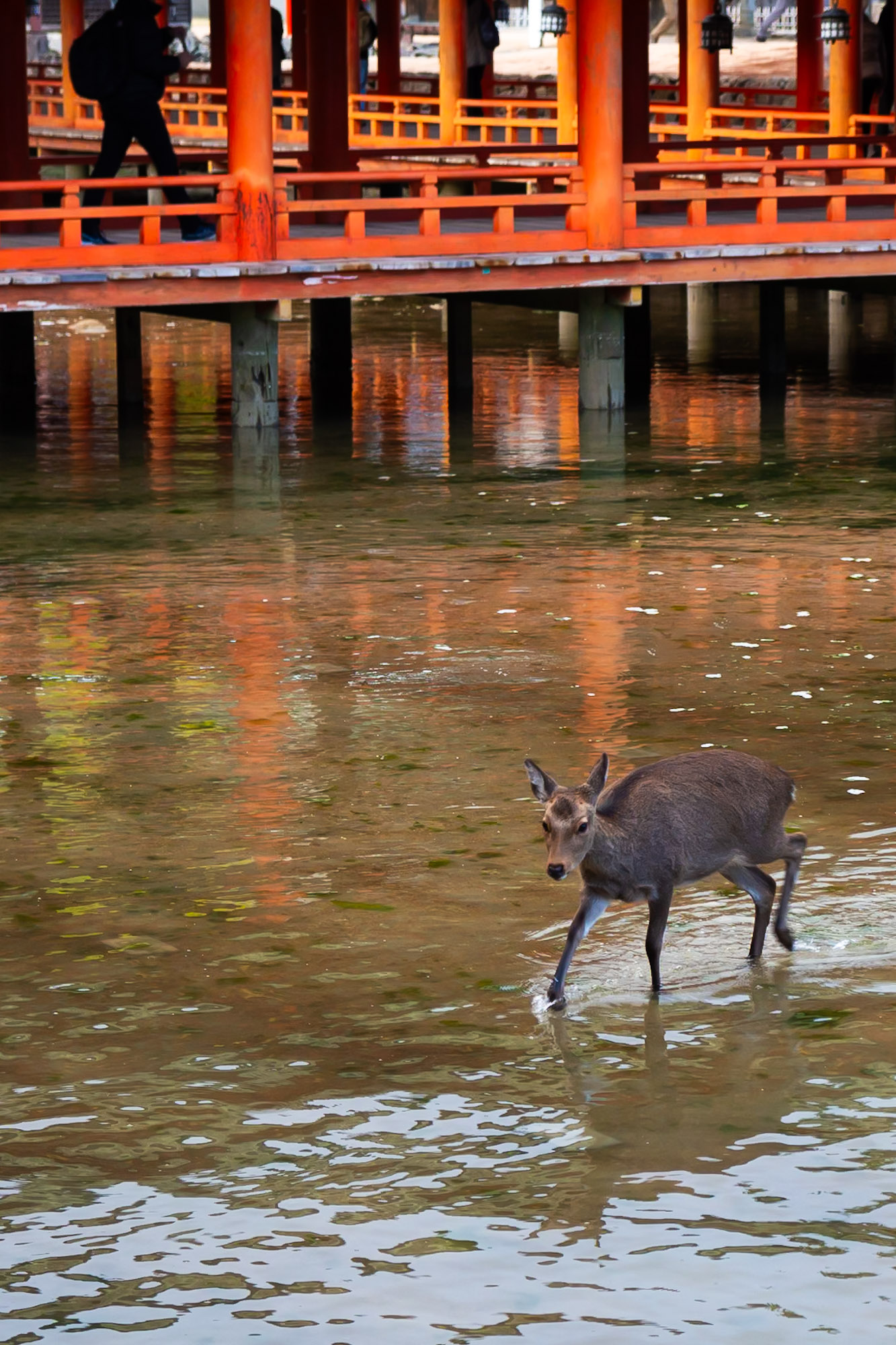 An Update on the Sacred, Starving Deer of Miyajima » SIMONE ARMER