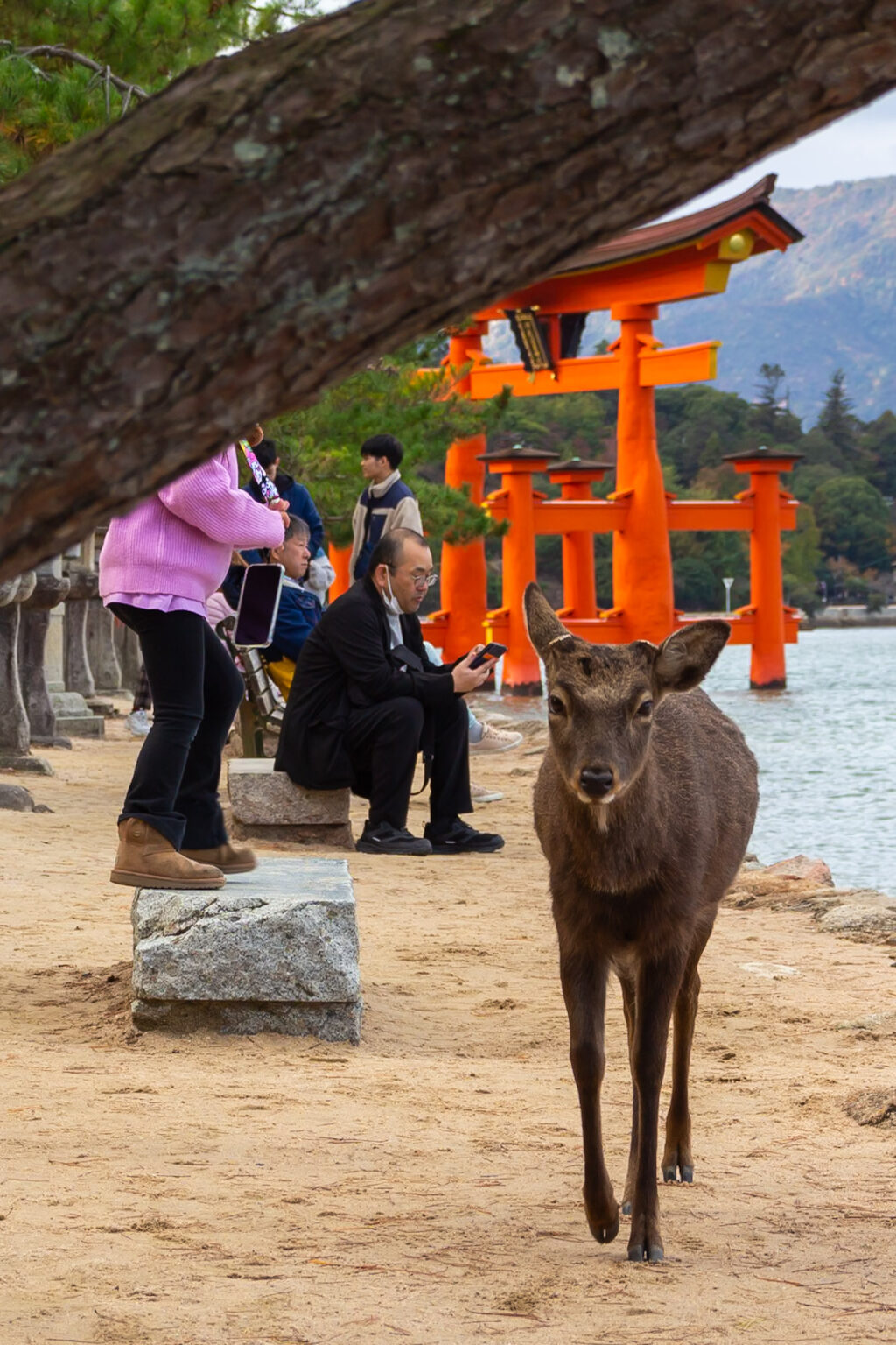 An Update on the Sacred, Starving Deer of Miyajima » SIMONE ARMER
