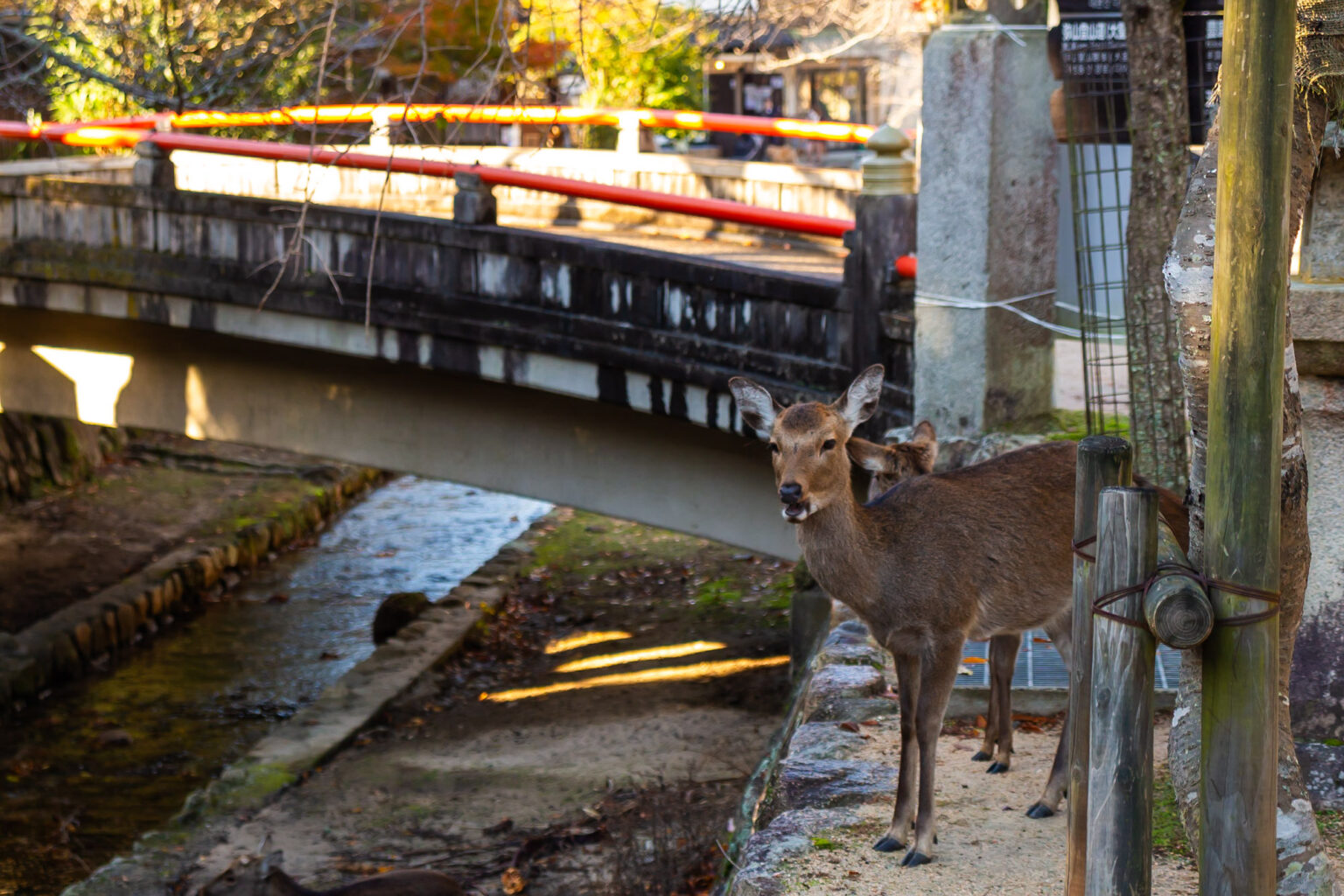 An Update on the Sacred, Starving Deer of Miyajima » SIMONE ARMER