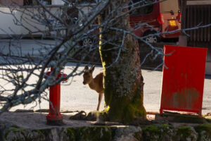 An Update on the Sacred, Starving Deer of Miyajima » SIMONE ARMER