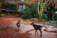 An Update on the Sacred, Starving Deer of Miyajima » SIMONE ARMER